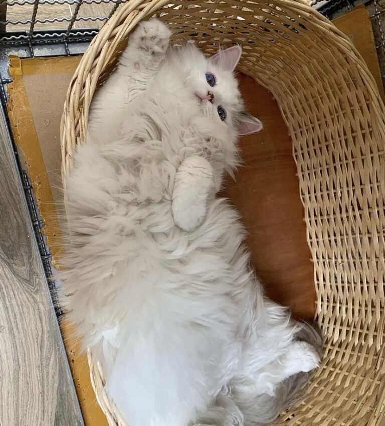 Inicio - Gatos Ragdoll Colombia