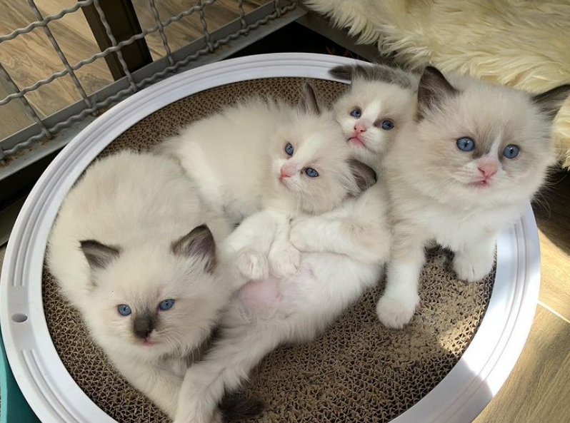 Inicio - Gatos Ragdoll Colombia